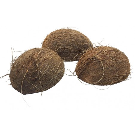 Wholesale Coconut Shells
